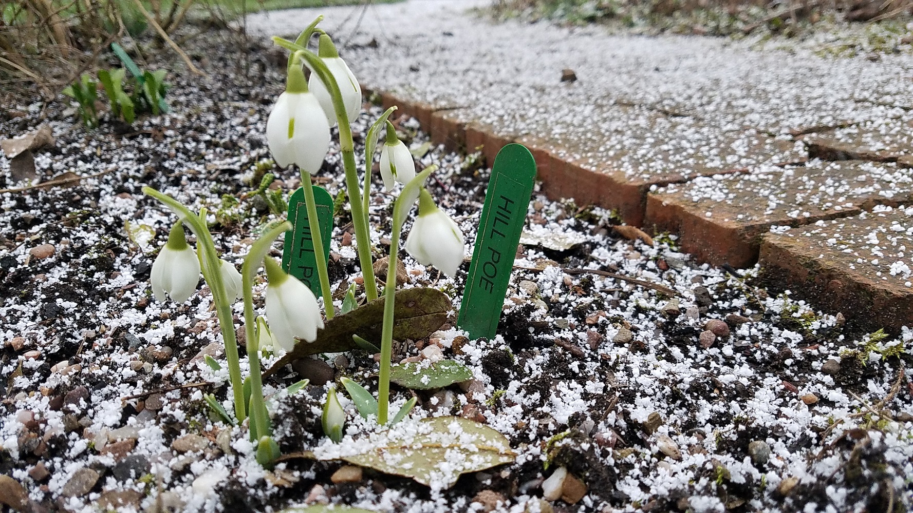 Galanthus ‘Hill Poe’ | Stone Chrysanthemum and Dahlia Society