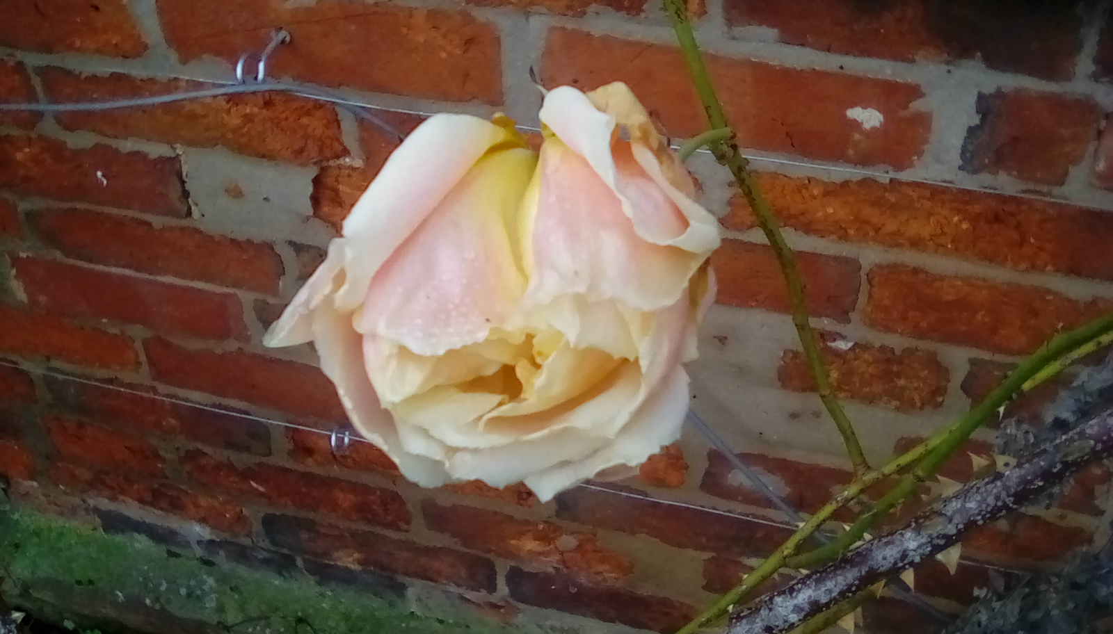 Winter Flowers | Stone Chrysanthemum and Dahlia Society